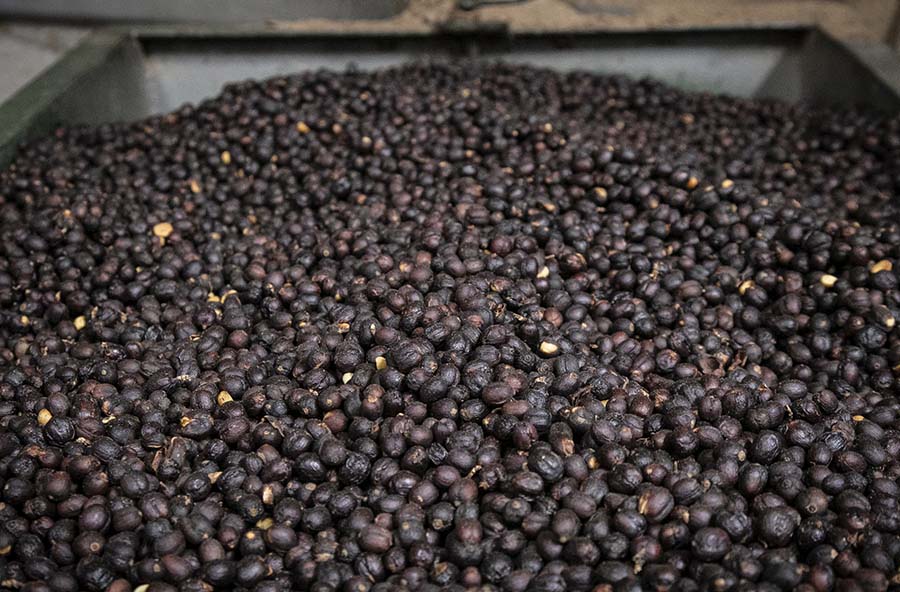 Catuai Natural Coffee